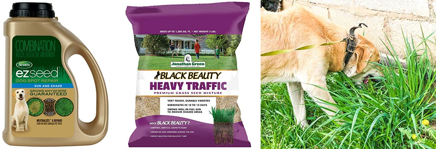 Top 5 Grass Seed Dogs: Your Ultimate Buying Guide - AnimalsPick